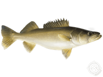 Columbia River Fish Species: A Comprehensive Guide
